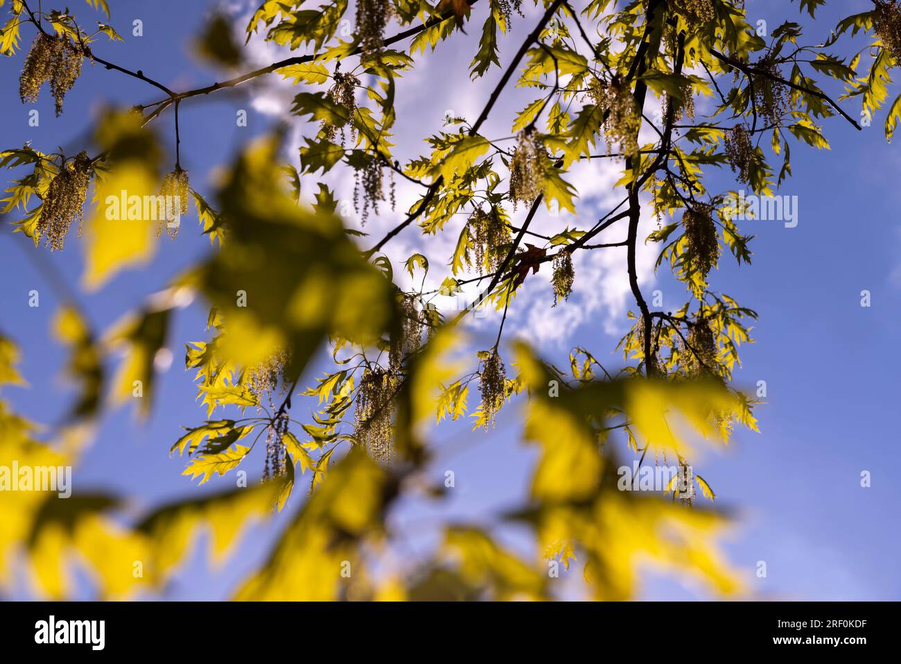 young spring oak foliage and oak flowers during flowering, details of ...