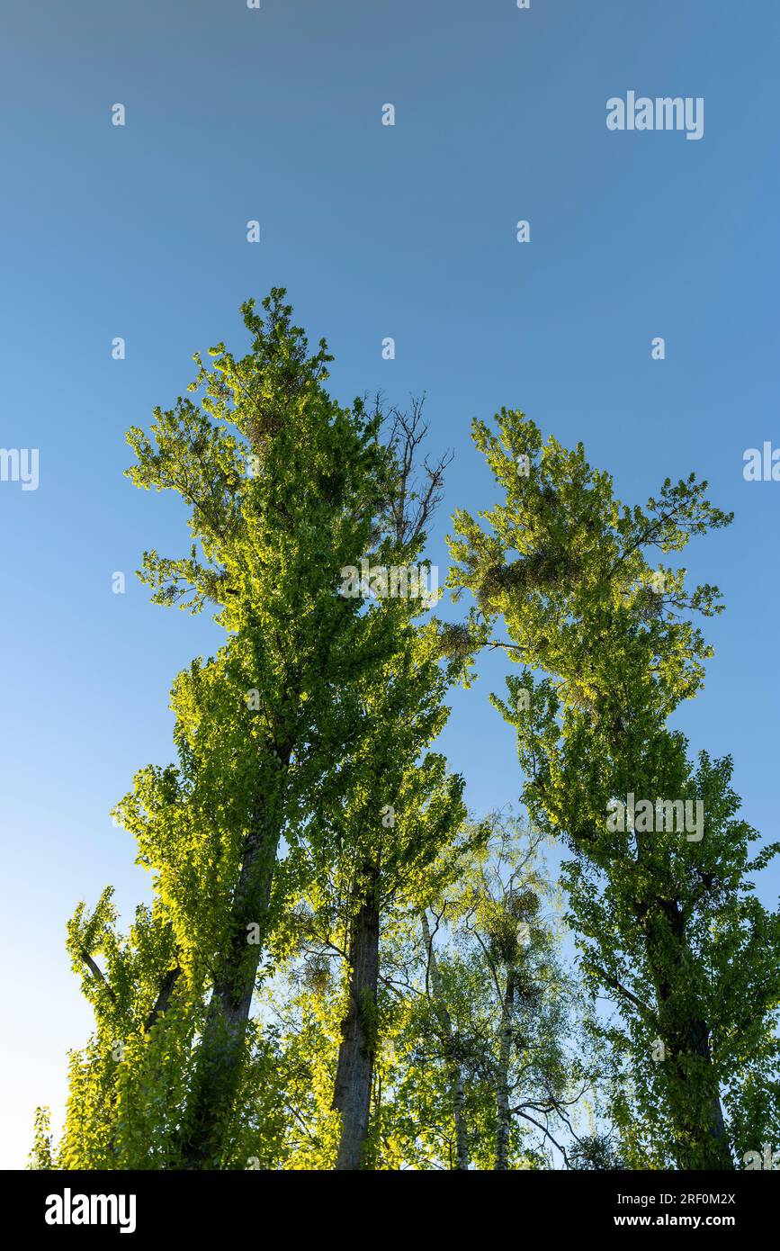 green young foliage of spring lime trees , lime trees during spring ...