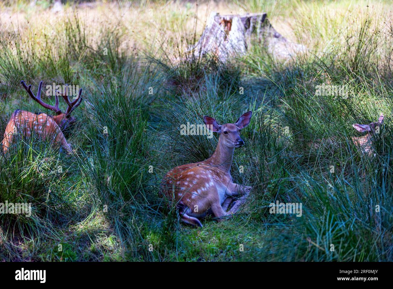 Deer resting in hot weather, deer during rest in summer heat Stock ...