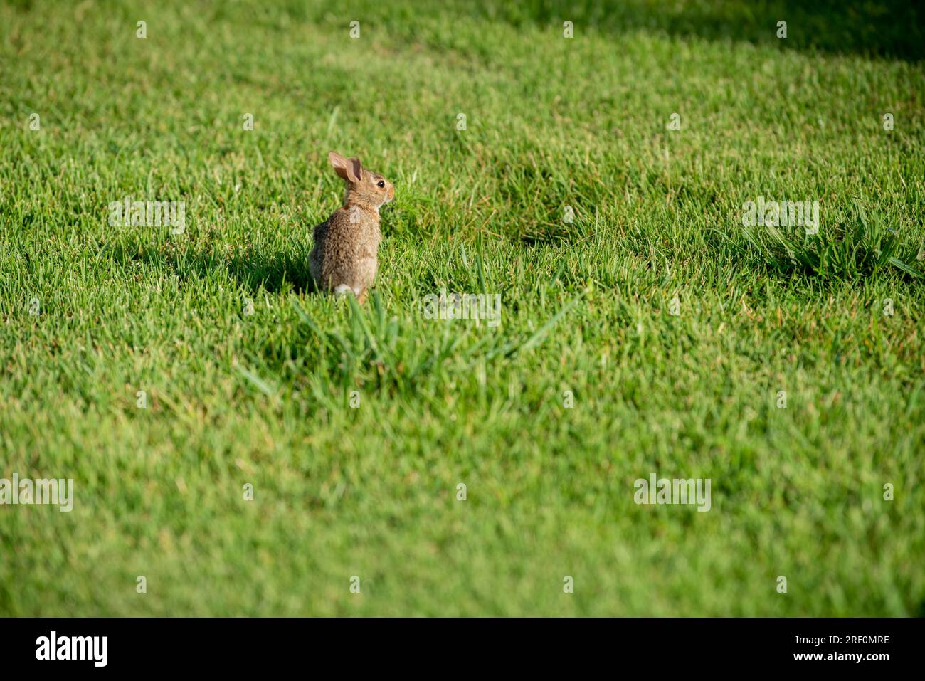 eastern cottontail (Sylvilagus floridanus) rabbit in Osage Park ...