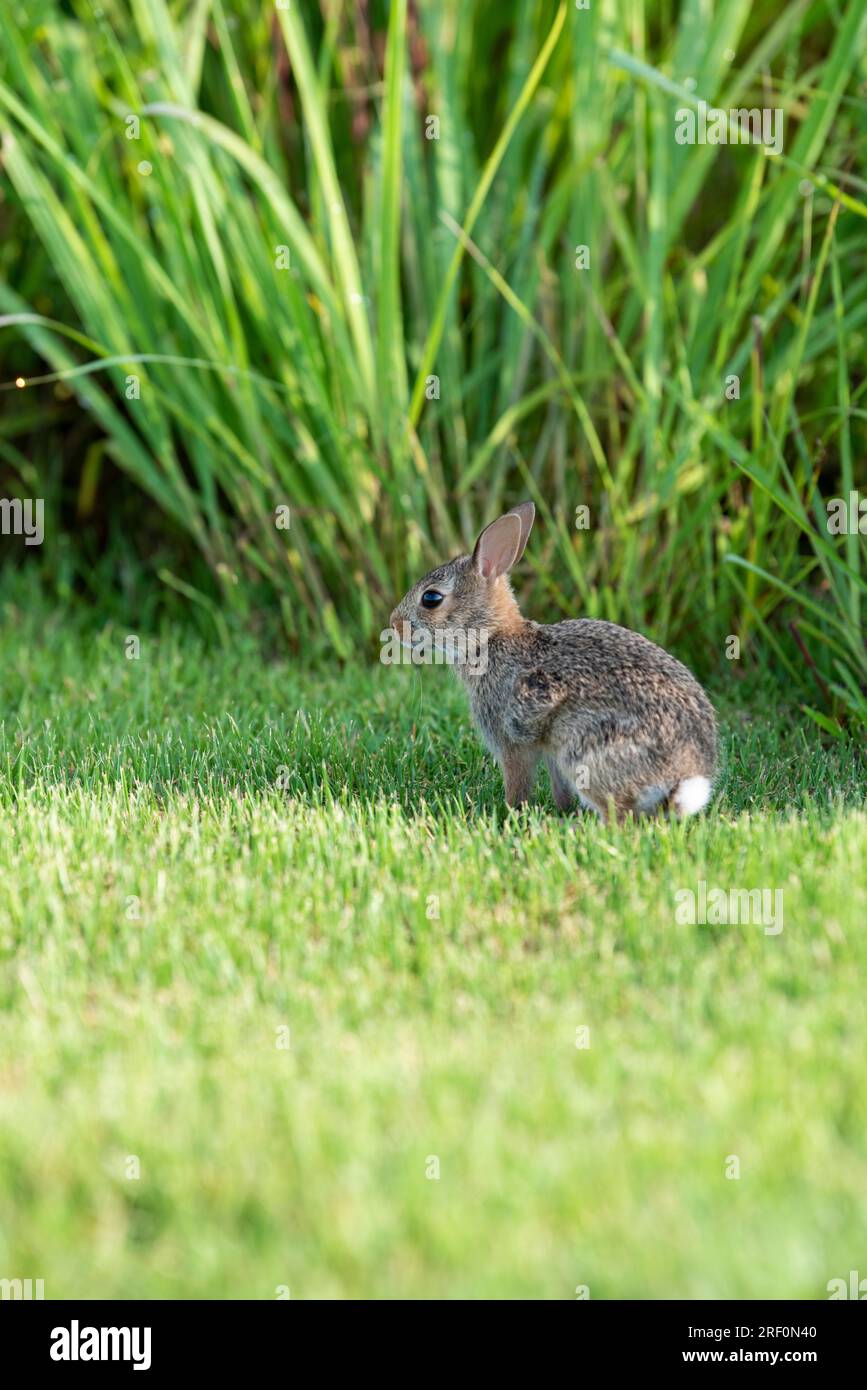 Skiddish hi-res stock photography and images - Alamy
