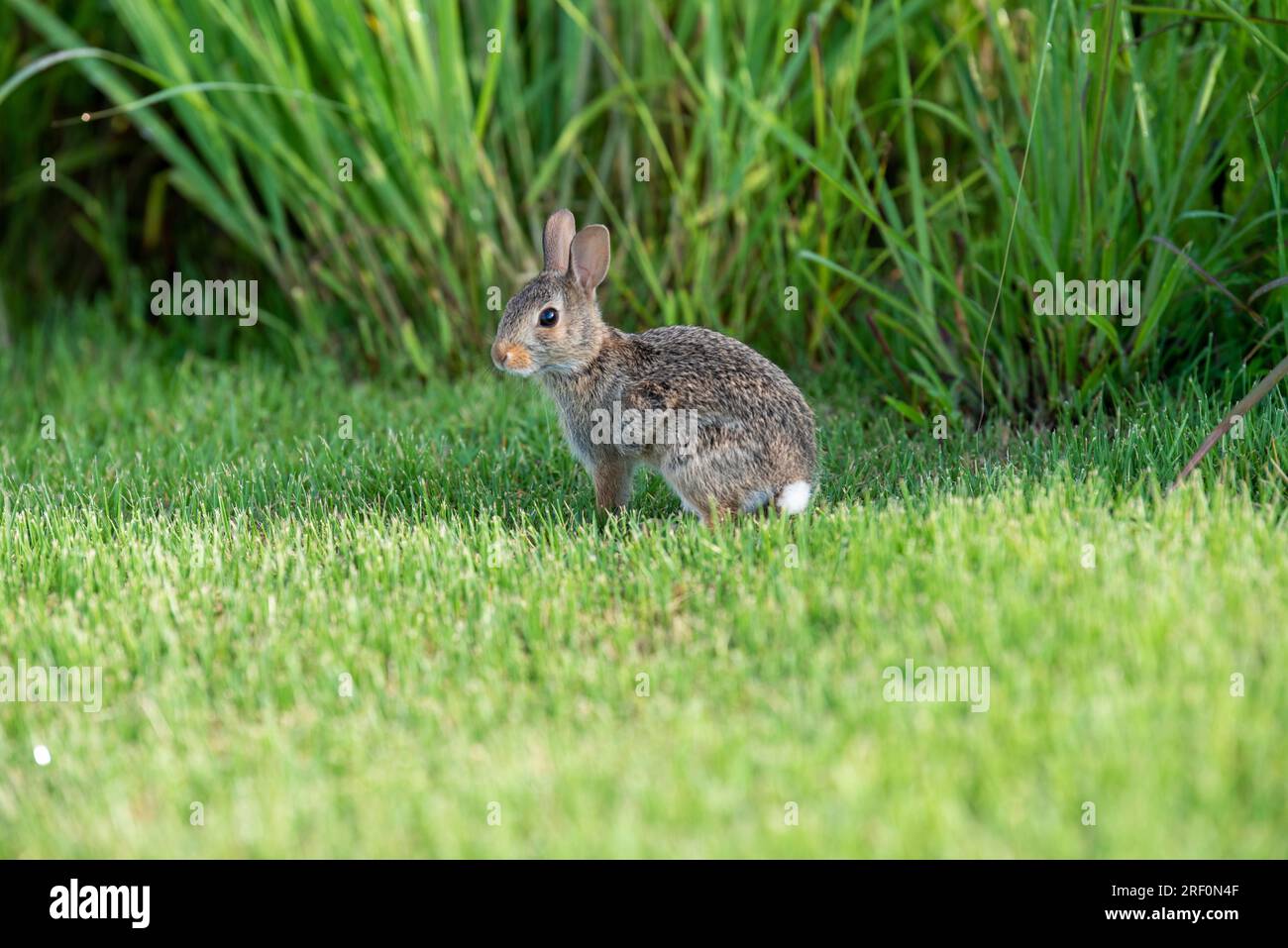 Most common rabbit of north america hi-res stock photography and images ...