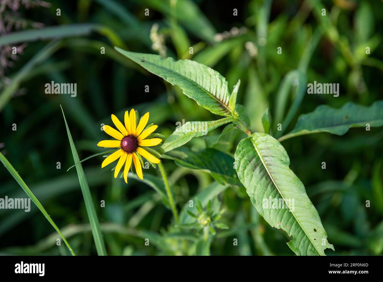 Black-eyes susan flower in Osage Park. Osage Park is an urban park ...
