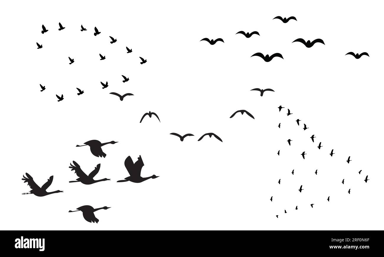 Birds Vector Collection Stock Vector Image & Art - Alamy Birds Vector Collection Stock Vector Image & Art - Alamy