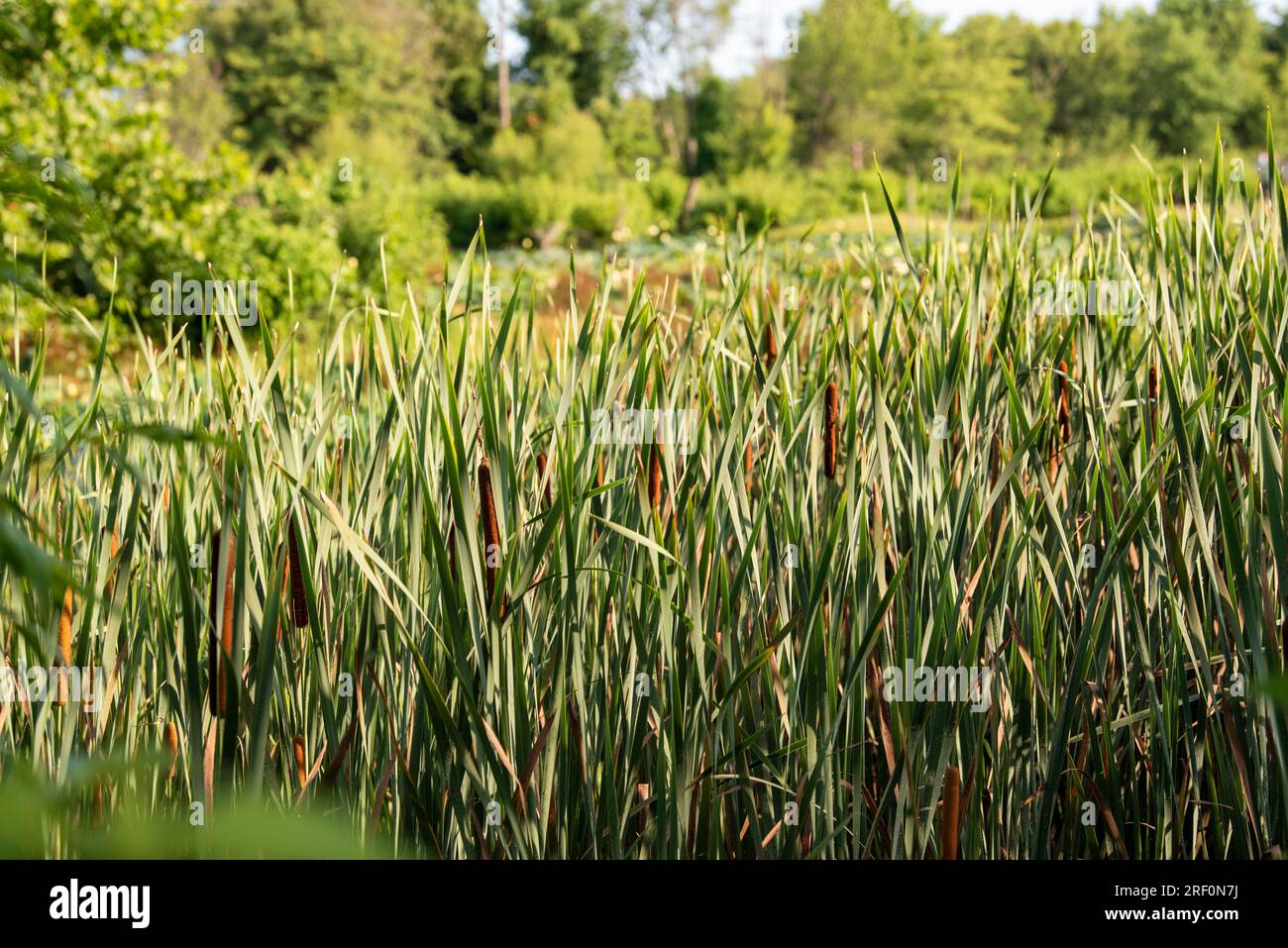 Cattails in Osage Park. Osage Park is an urban park designed as the ...
