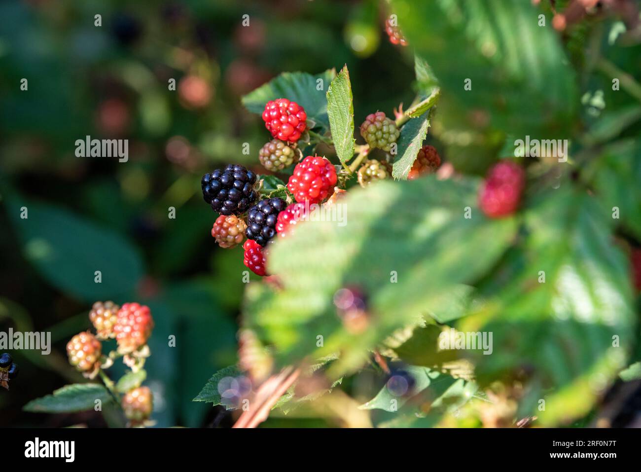 Wild raspberries in Osage Park. Osage Park is an urban park designed as ...
