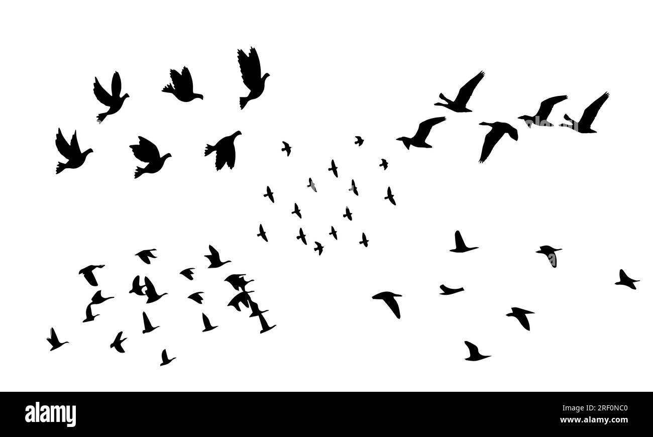 Feathered vector vectors hi-res stock photography and images - Alamy