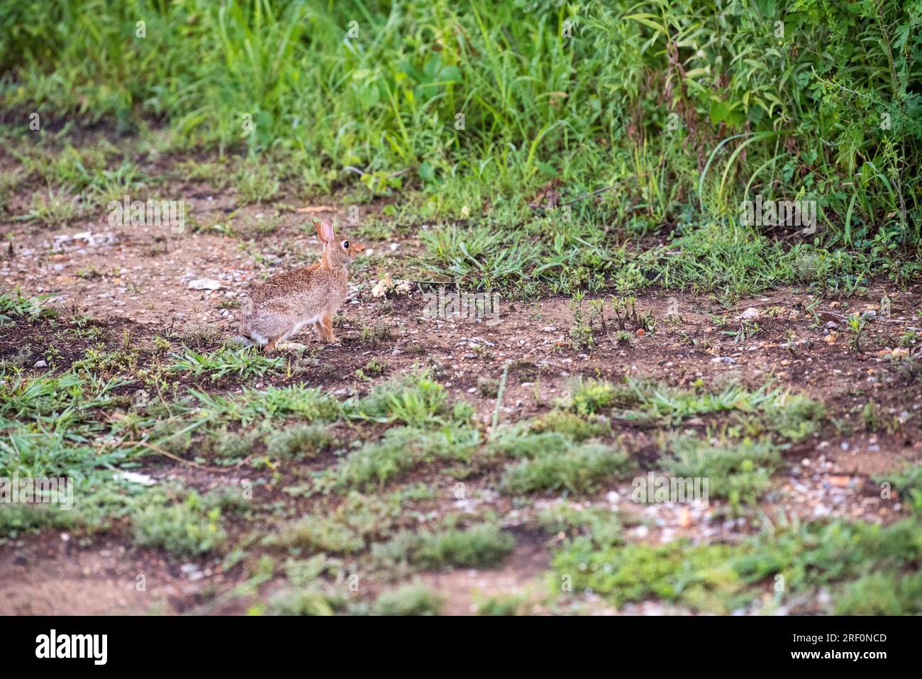 An eastern cottontail (Sylvilagus floridanus) rabbit in Osage Park is ...