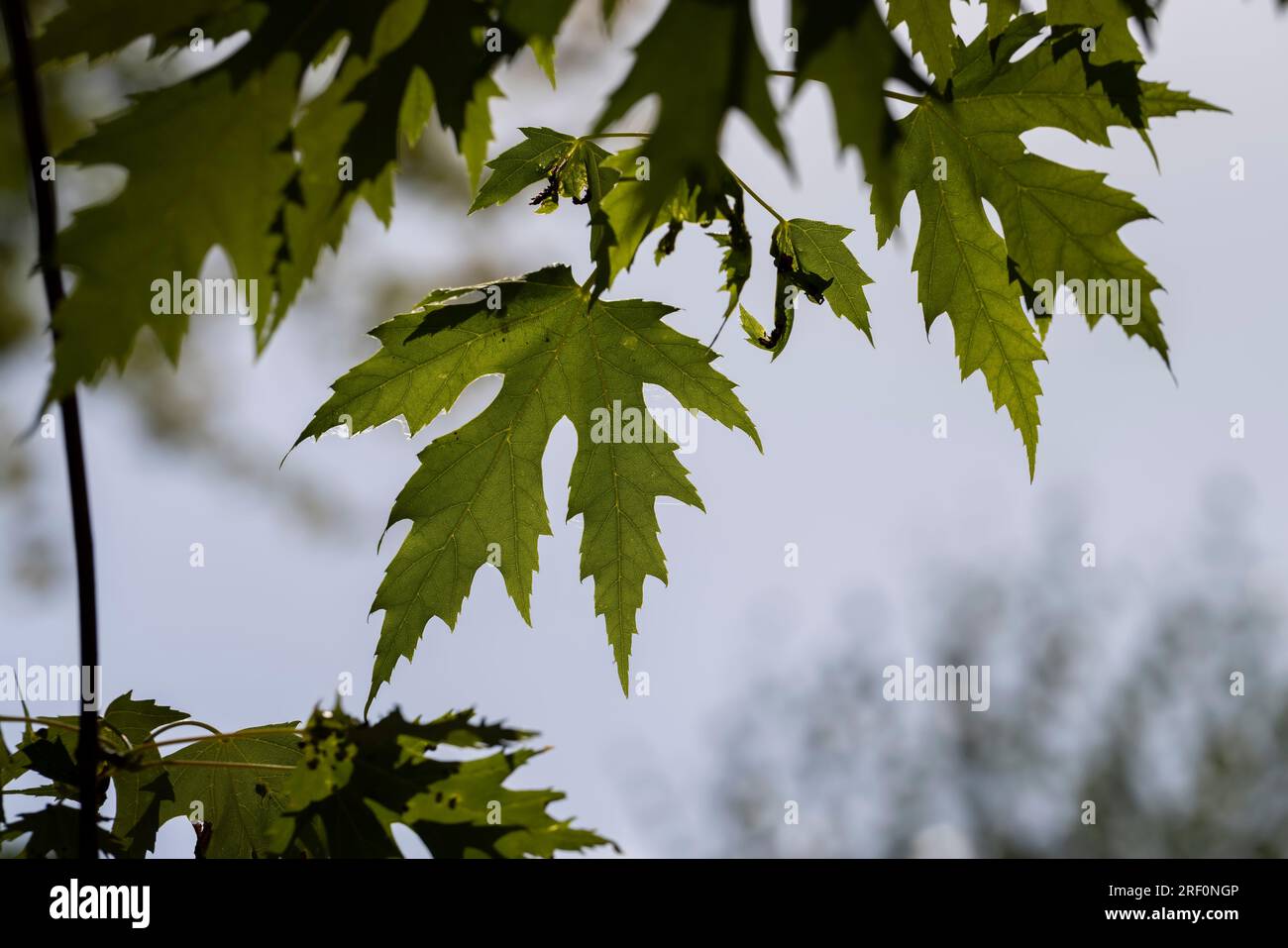 Tall maple tree in summer, green foliage on maple in summer and sunny ...