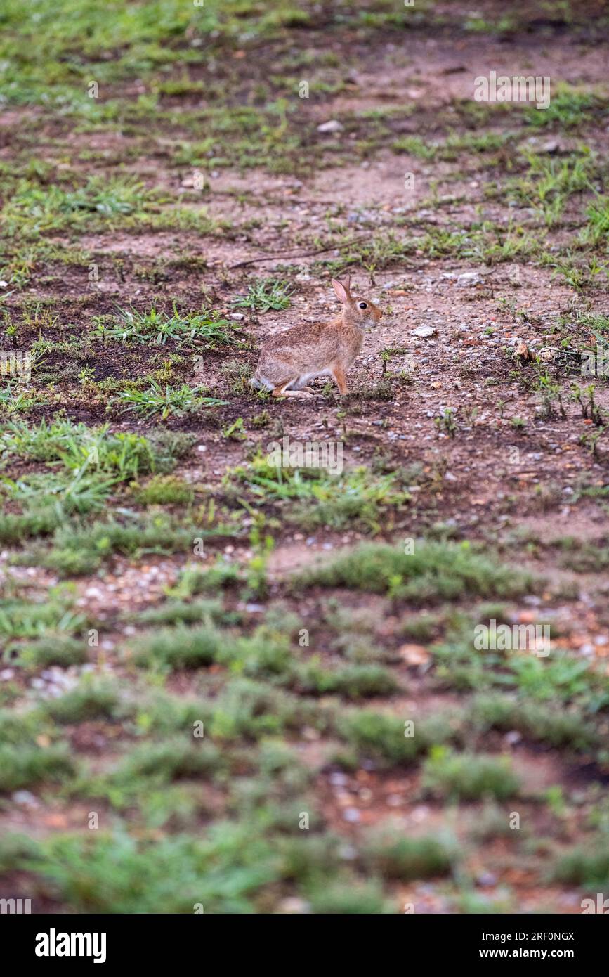 An eastern cottontail (Sylvilagus floridanus) rabbit in Osage Park is ...