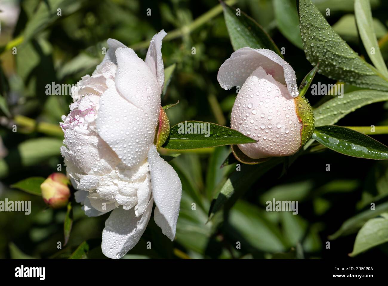 beautiful white peonies in summer, large white peonies during flowering ...