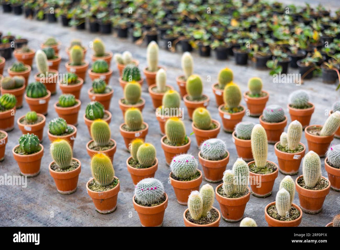 Image rows plants in pots hi-res stock photography and images - Alamy