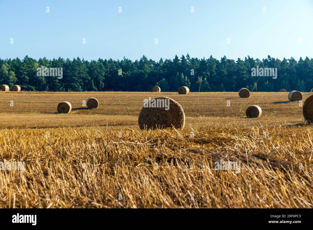 Straw stack after harvesting grain in the field, Cylindrical straw ...
