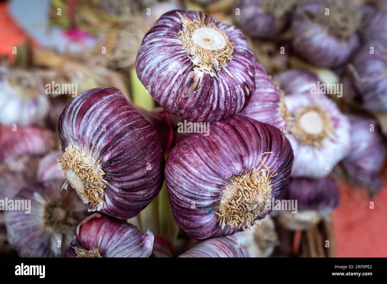Garlic ready to harvest hi-res stock photography and images - Alamy