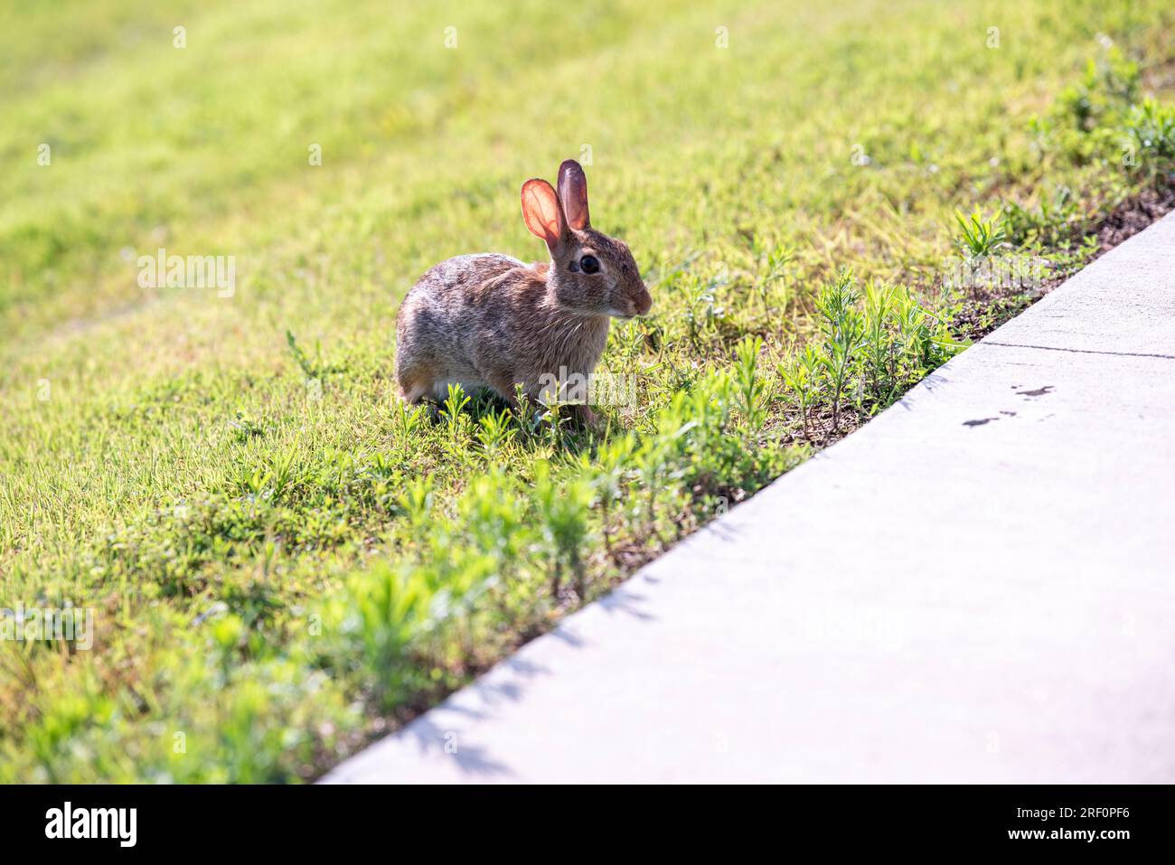 Most common rabbit of north america hi-res stock photography and images ...