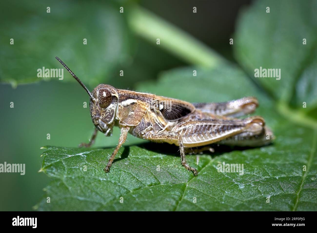 A close up photo of a small grasshopper on a plant leaf in north Idaho ...