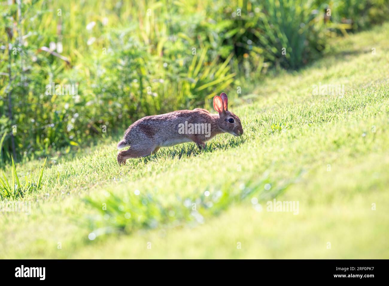Skiddish hi-res stock photography and images - Alamy