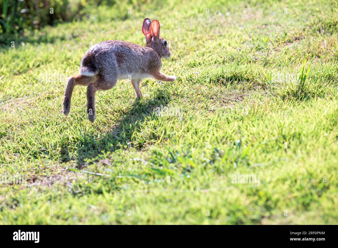 Most common rabbit of north america hi-res stock photography and images ...