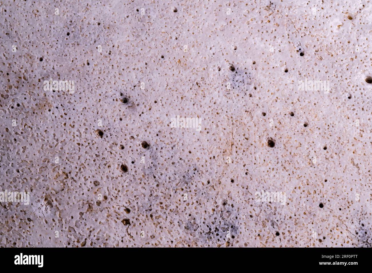 Osteology macro hi-res stock photography and images - Alamy