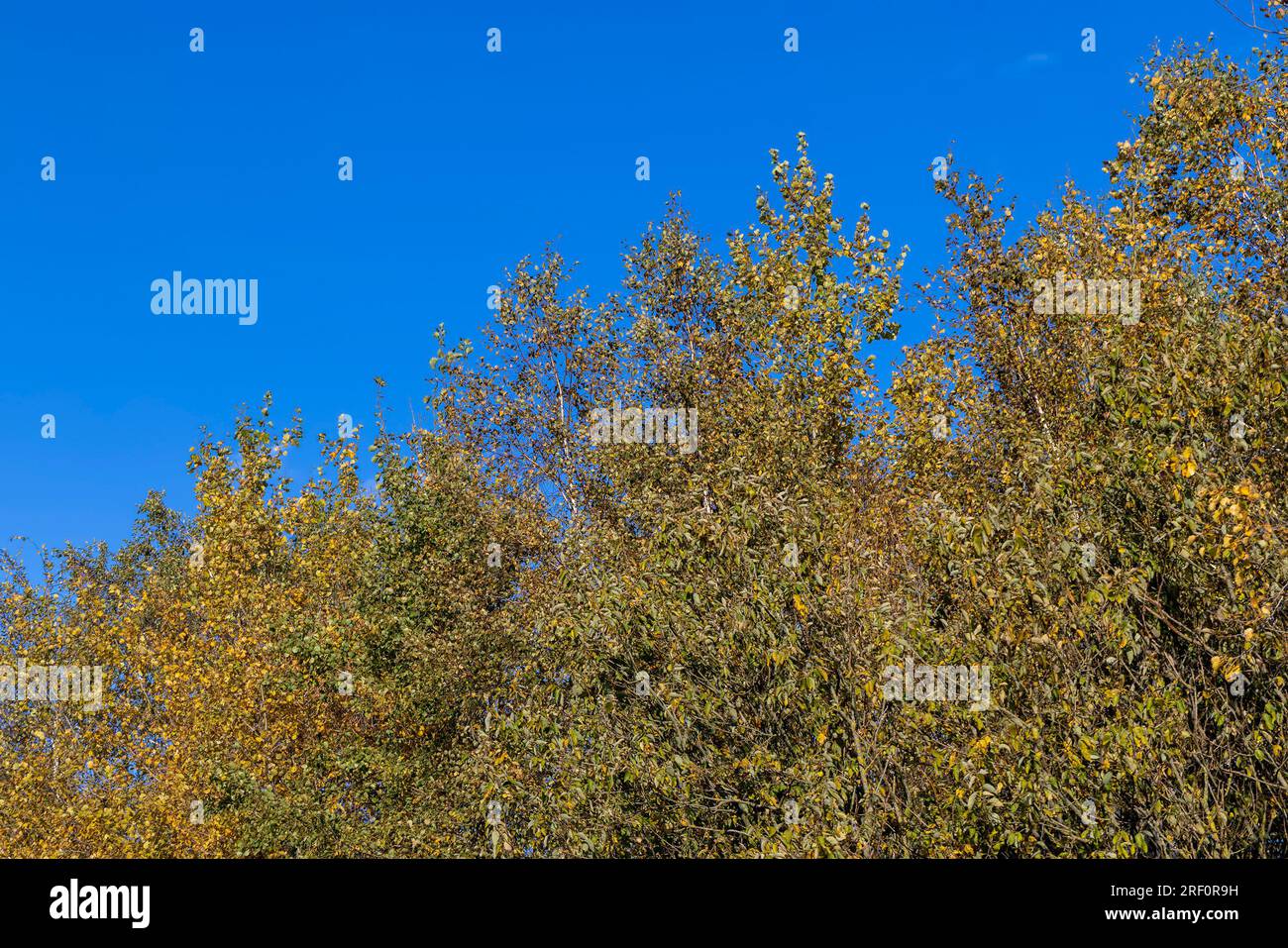Autumn nature with trees during the fall of colorful foliage, leaf fall ...