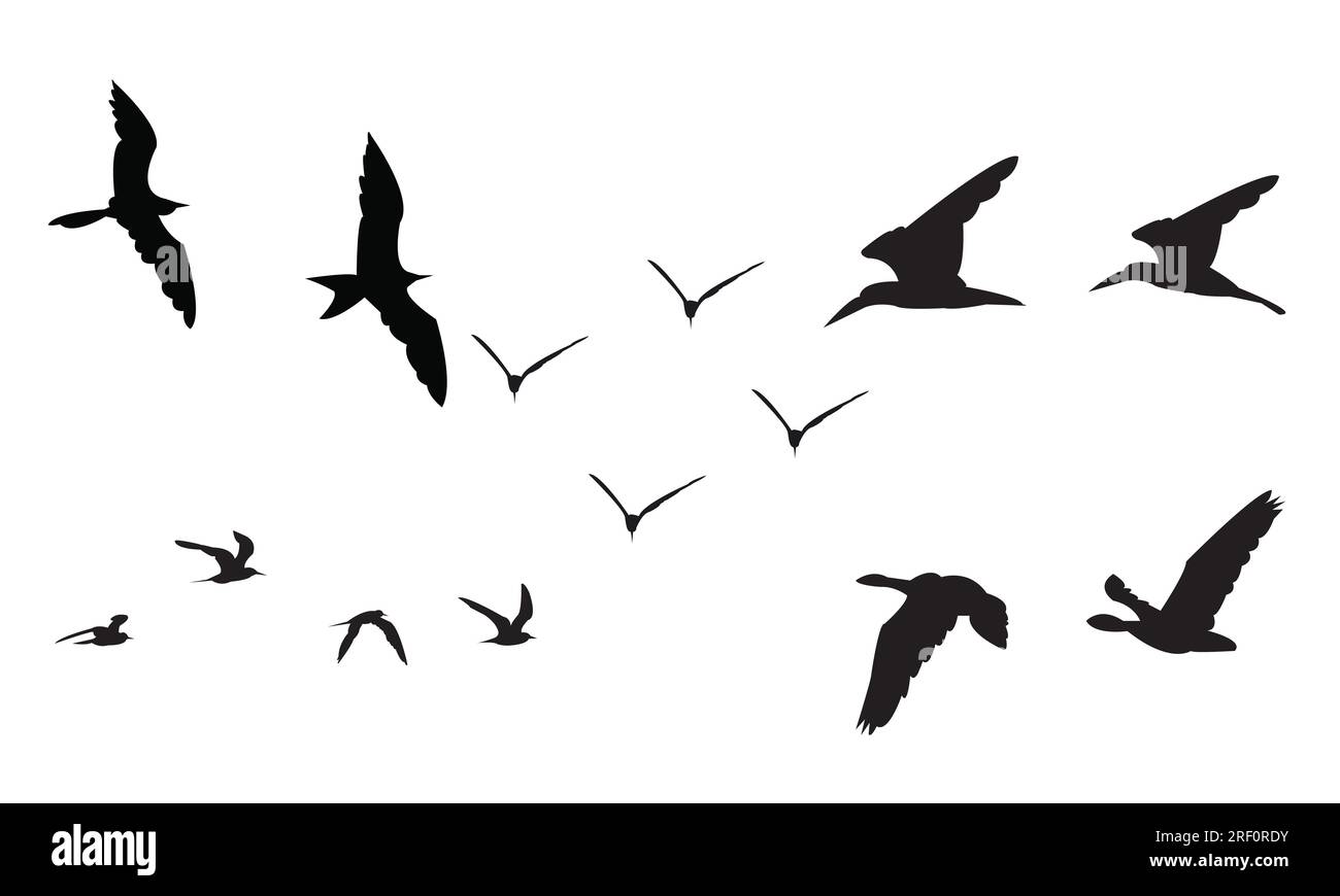 Birds Vector Collection Stock Vector Image & Art - Alamy Birds Vector Collection Stock Vector Image & Art - Alamy