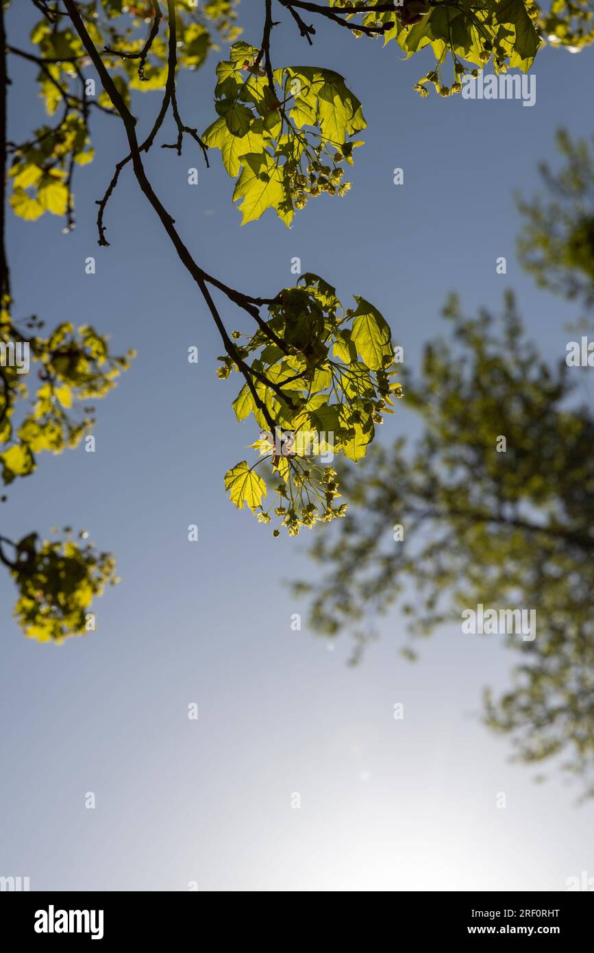 green foliage on a maple tree in spring bloom, beautiful green-tinged ...