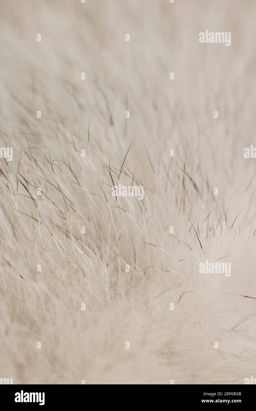 fur moves from a breath of air, part of a fur coat made of natural ...