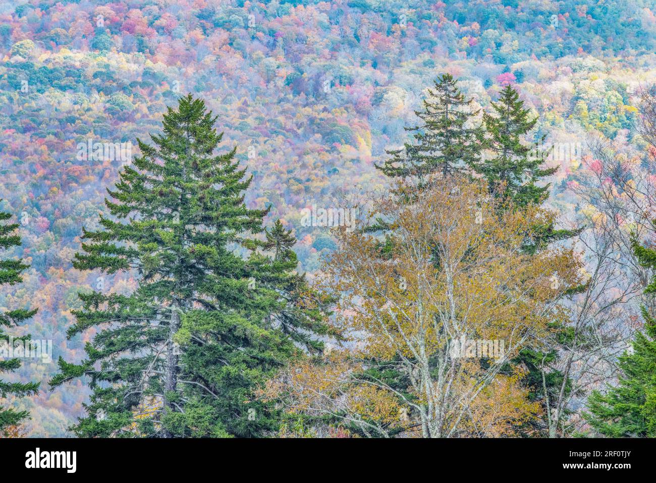 Evergreens and deciduous trees above Williams River Valley, New River ...