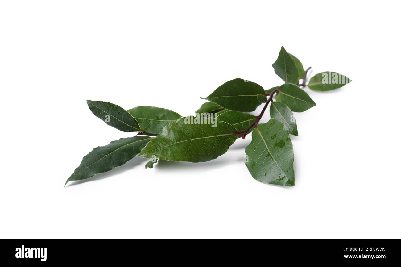 Branch of fresh bay leaves on white background Stock Photo - Alamy