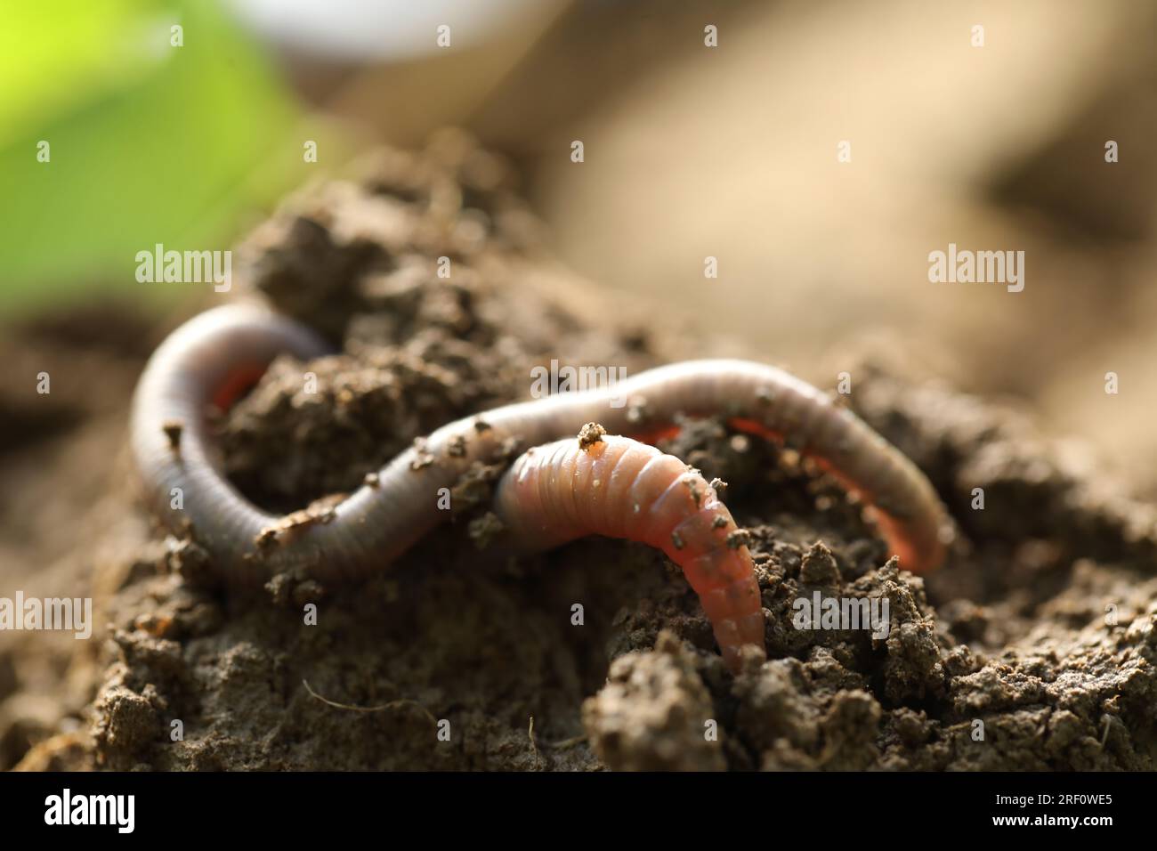 One worm in wet soil, closeup. Terrestrial invertebrates Stock Photo ...