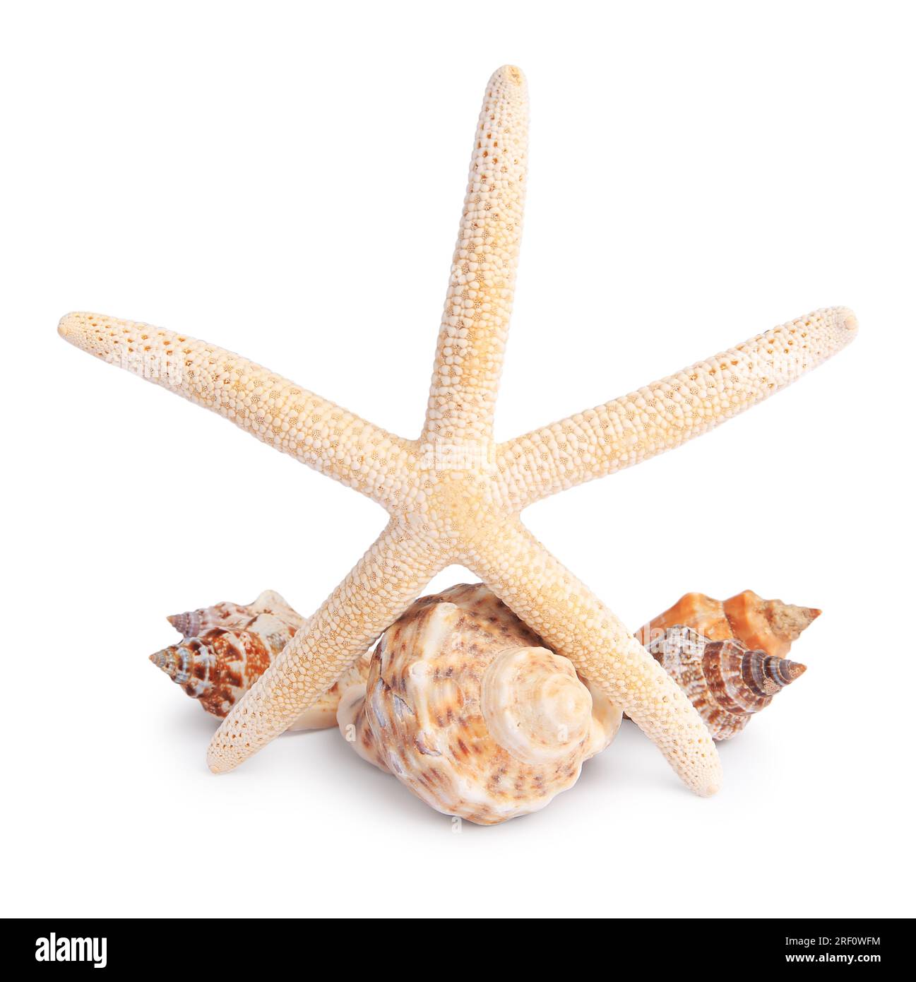 Beautiful sea star and shells isolated on white Stock Photo - Alamy