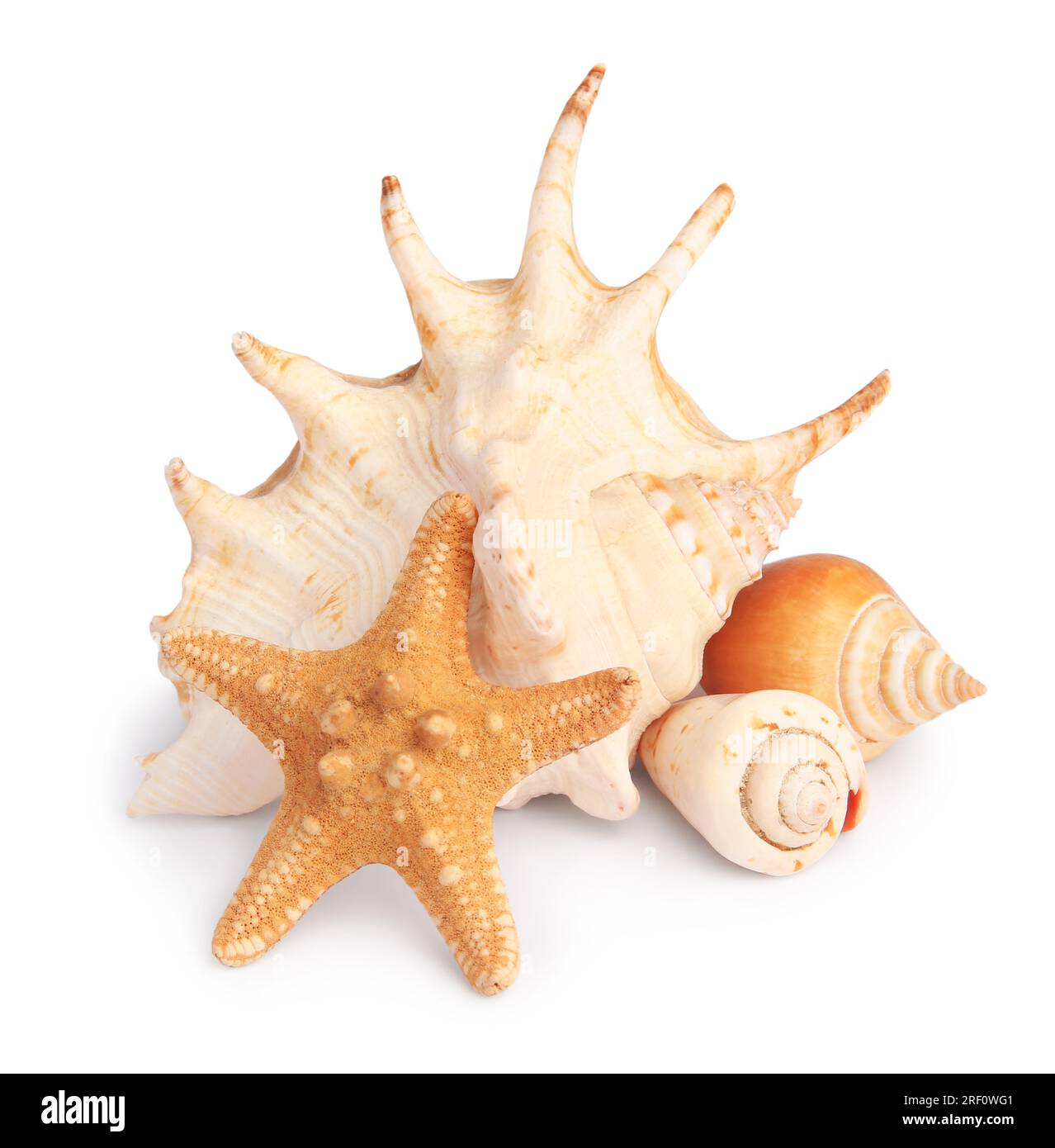 Beautiful sea star and shells isolated on white Stock Photo - Alamy