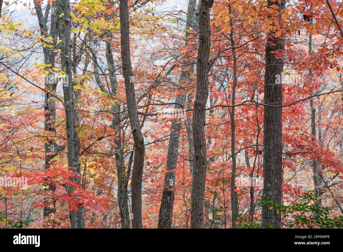 Foliage on the Fayetteville Trail, New River Gorge National Park, West ...