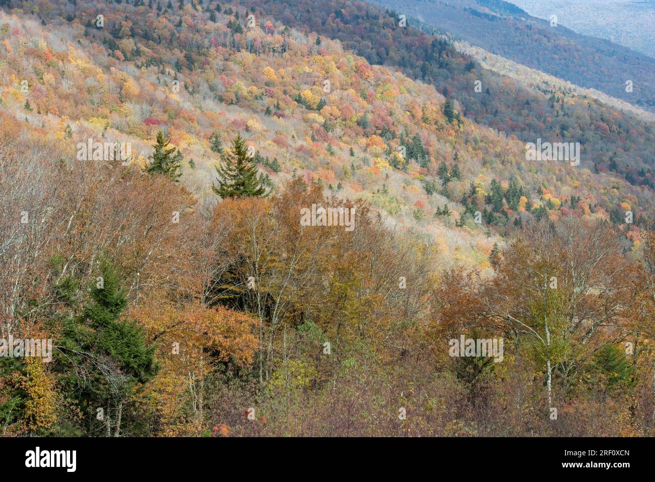 High country above Williams River Valley, New River Gorge National Park ...