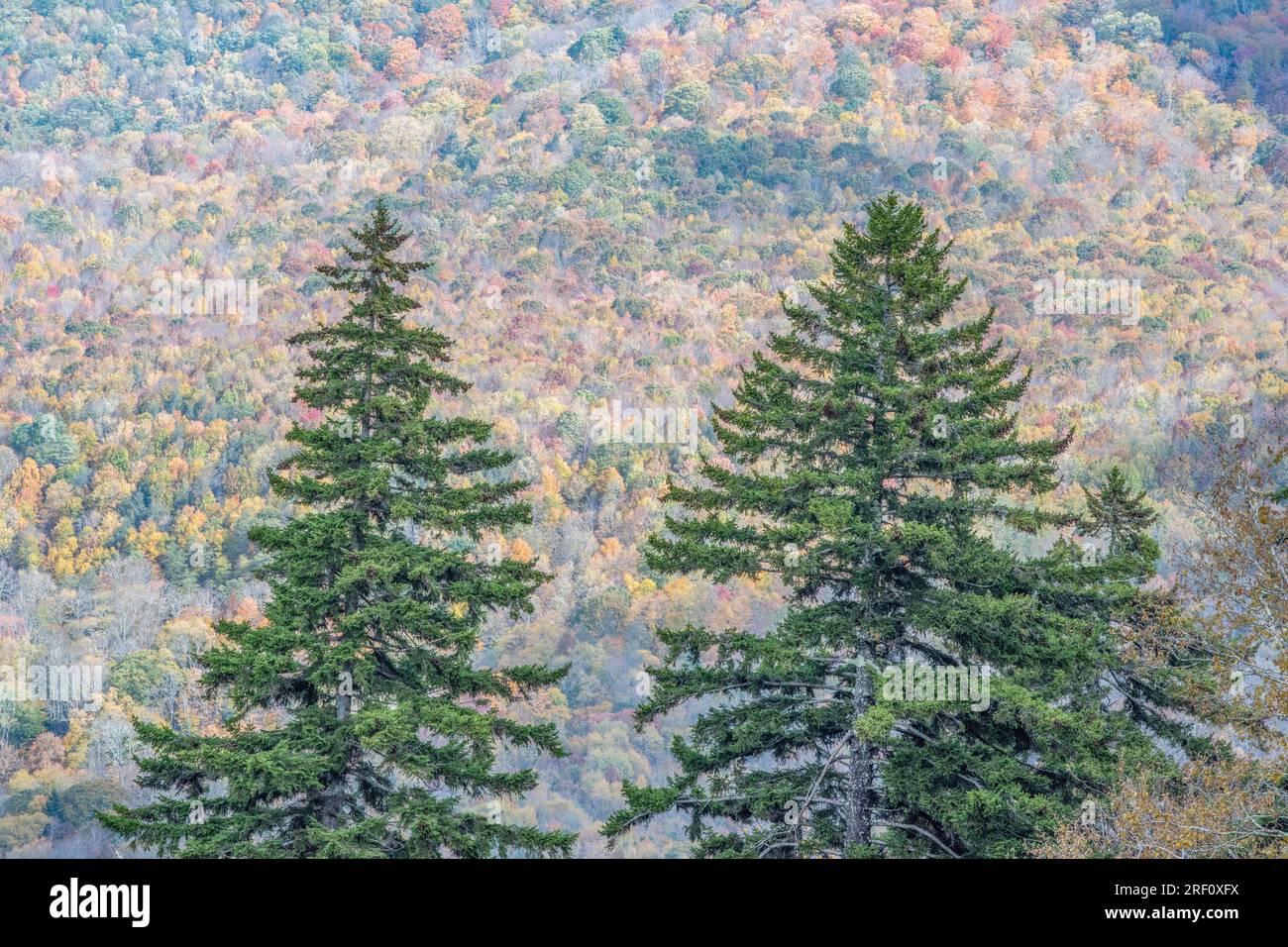 Mixed forest above Williams River Valley, New River Gorge National Park ...