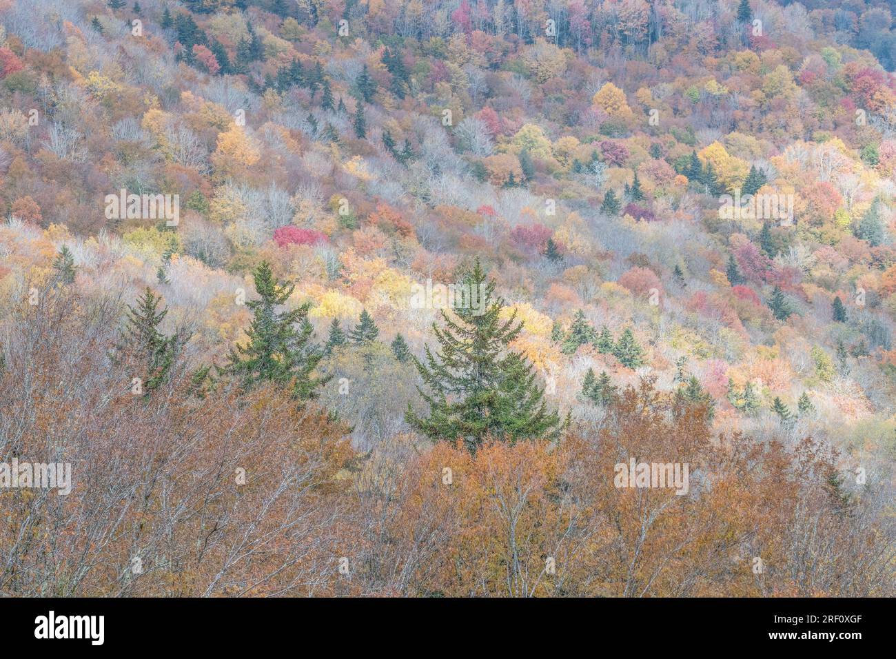 High country above the Williams River Valley, New River Gorge National ...