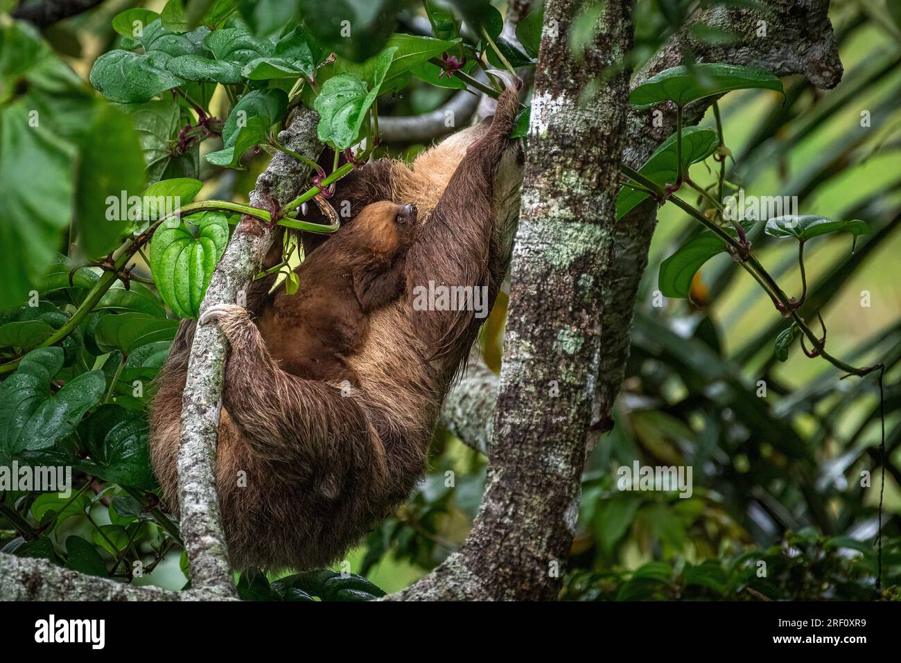 Two-toed sloth with baby looking for food in the rain forest of Panama ...