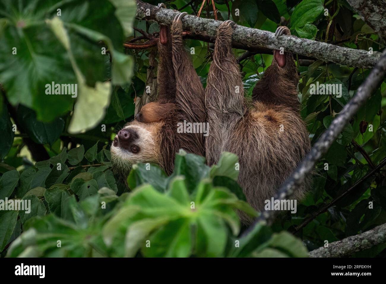 Two-toed sloth with baby looking for food in the rain forest of Panama ...