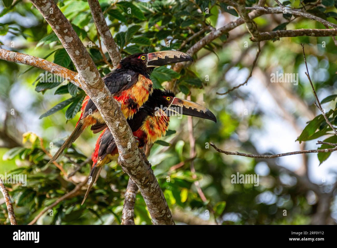 Pair of aracaris hi-res stock photography and images - Alamy