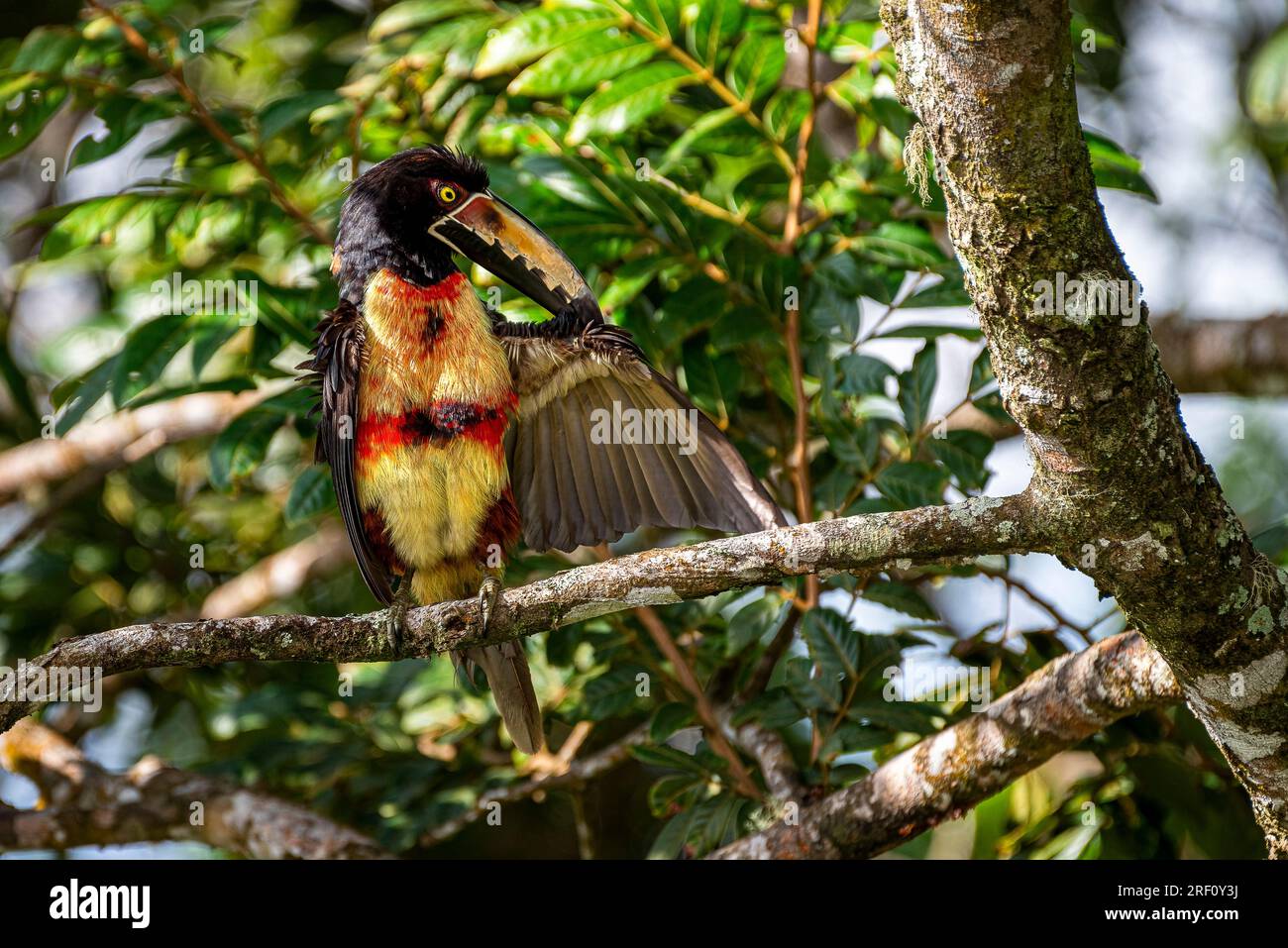 Collared aracari perched images taken in Panama Stock Photo - Alamy