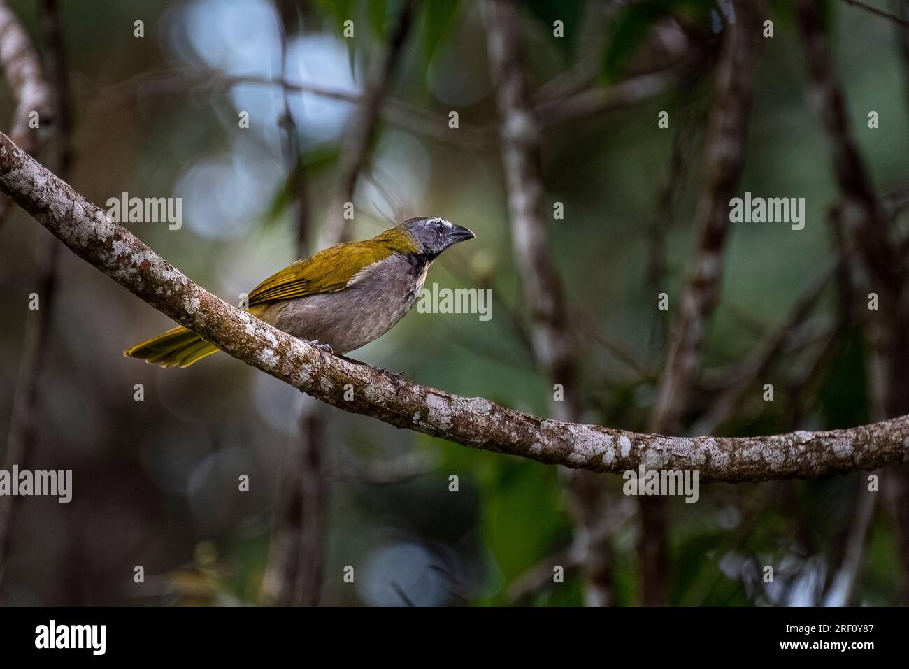 Buff-throated saltator perched Stock Photo - Alamy