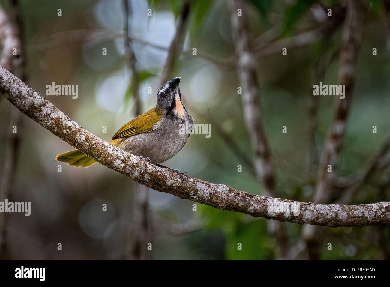 Saltator hi-res stock photography and images - Alamy