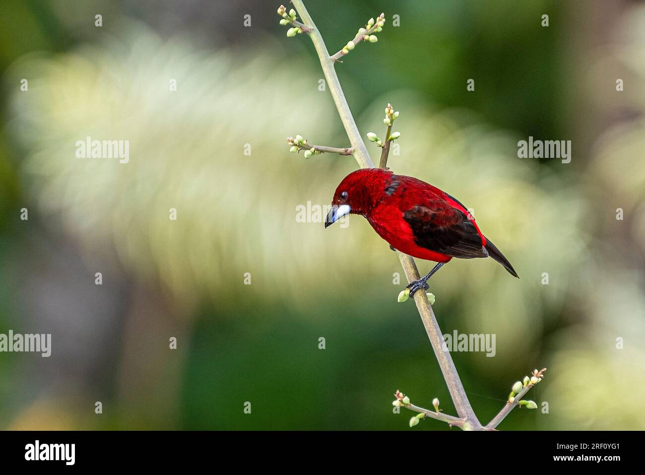 Crimson backed tanager ramphocelus dimidiatus female hi-res stock ...