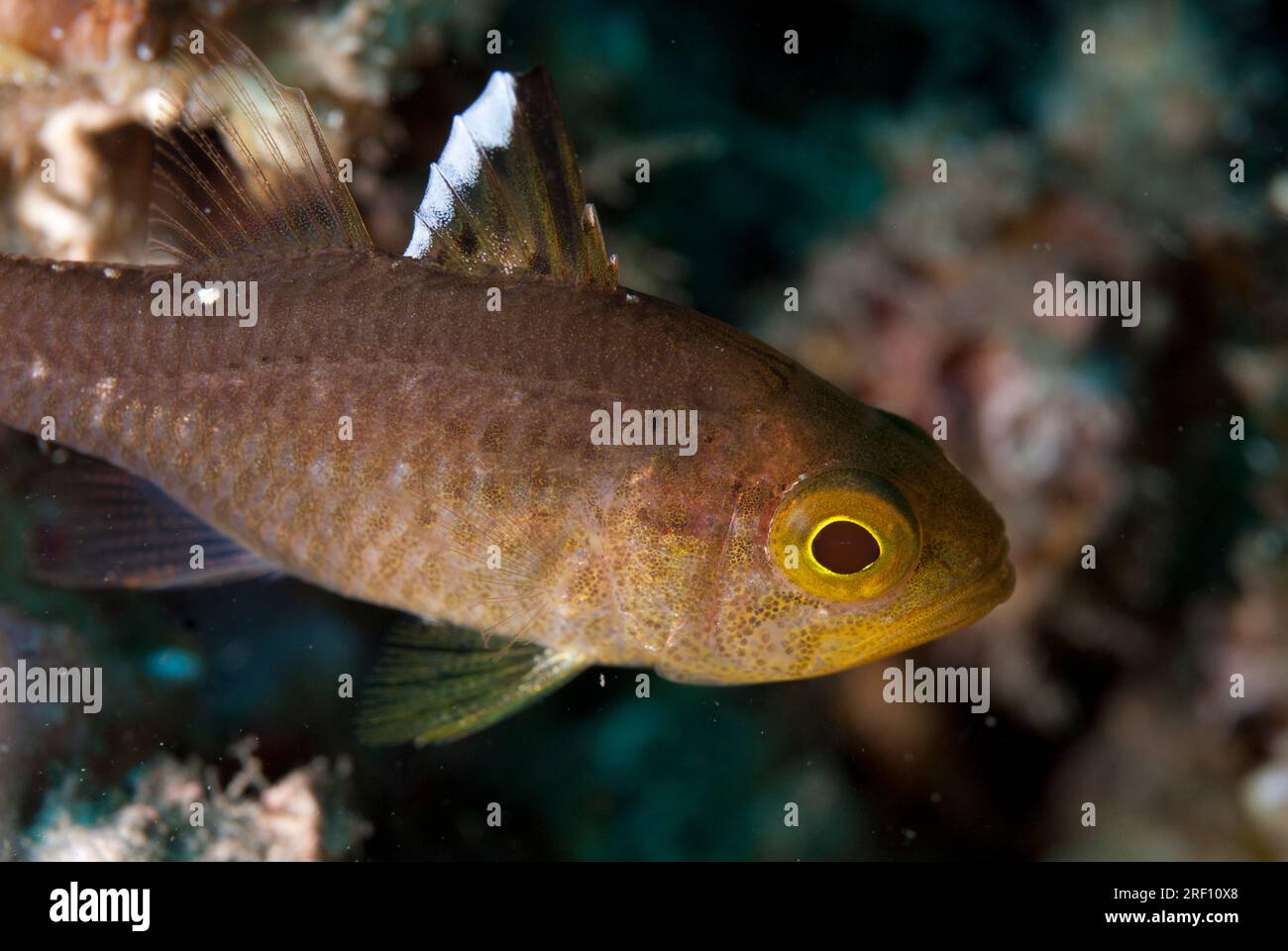Frostfin Cardinalfish, Ostorhinchus hoevenii, Retak Larry dive site ...