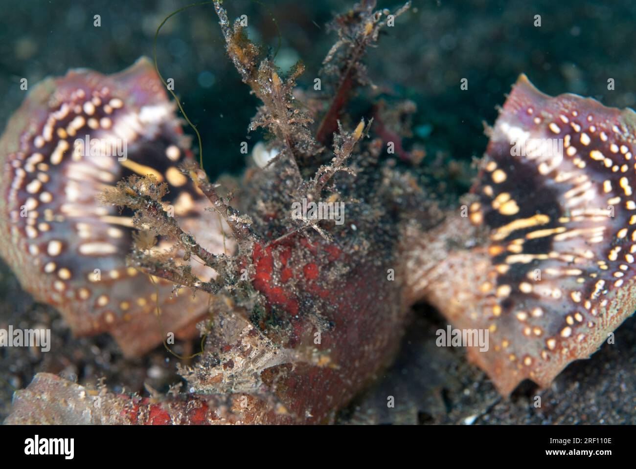 Spiny Devilfish, Inimicus didactylus, walking on sand displaying ...