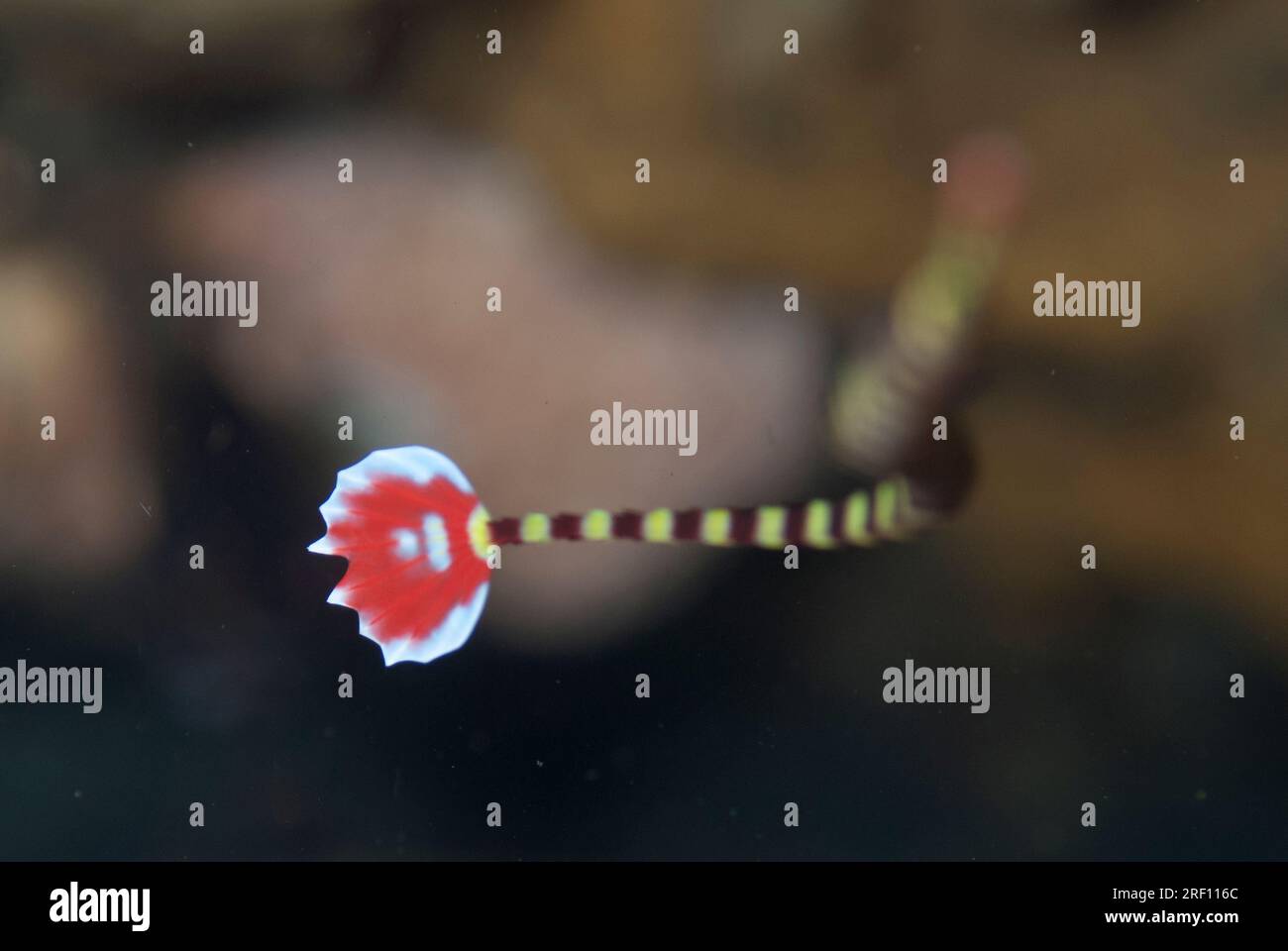 Tail of Banded Pipefish, Doryrhamphus dactyliophoris, TK1 dive site ...