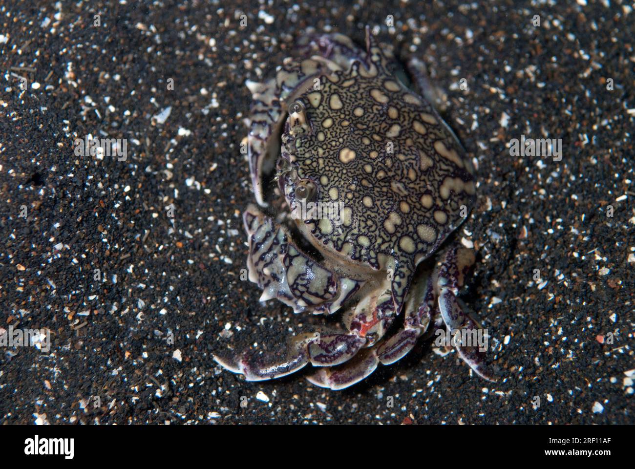 Swimming Crab, Portunus pelagicus, with patterned carapace camouflaged ...