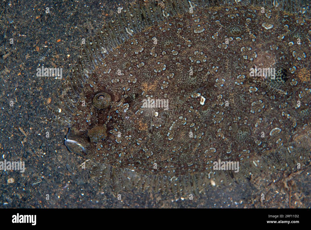 Peacock Flounder, Bothus mancus, TK1 dive site, Lembeh Straits ...