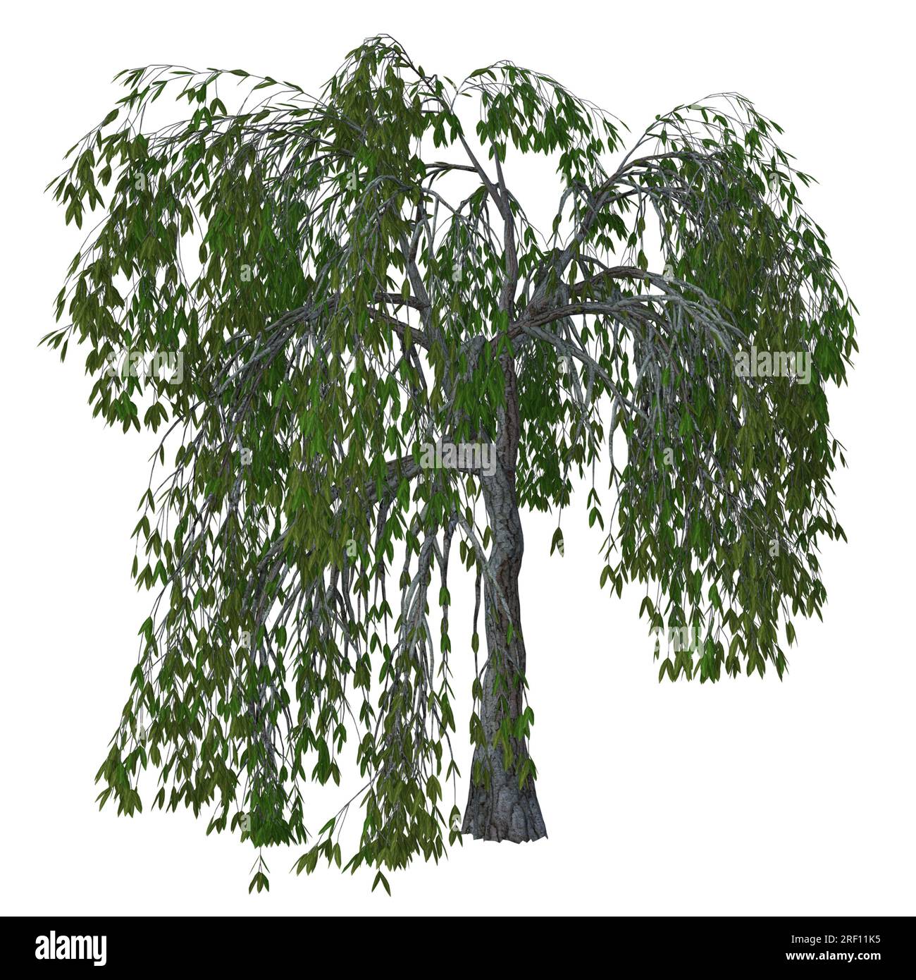 White willow leaf and bark hi-res stock photography and images - Alamy