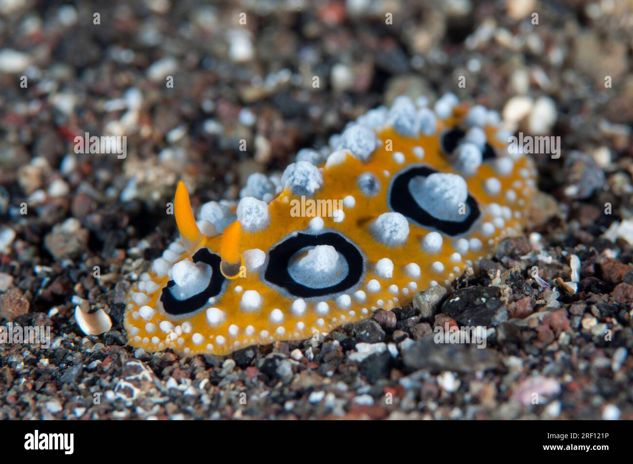 Ocellate Phyllidia Nudibranch, Phyllidia ocellata, Dante's Wall dive ...